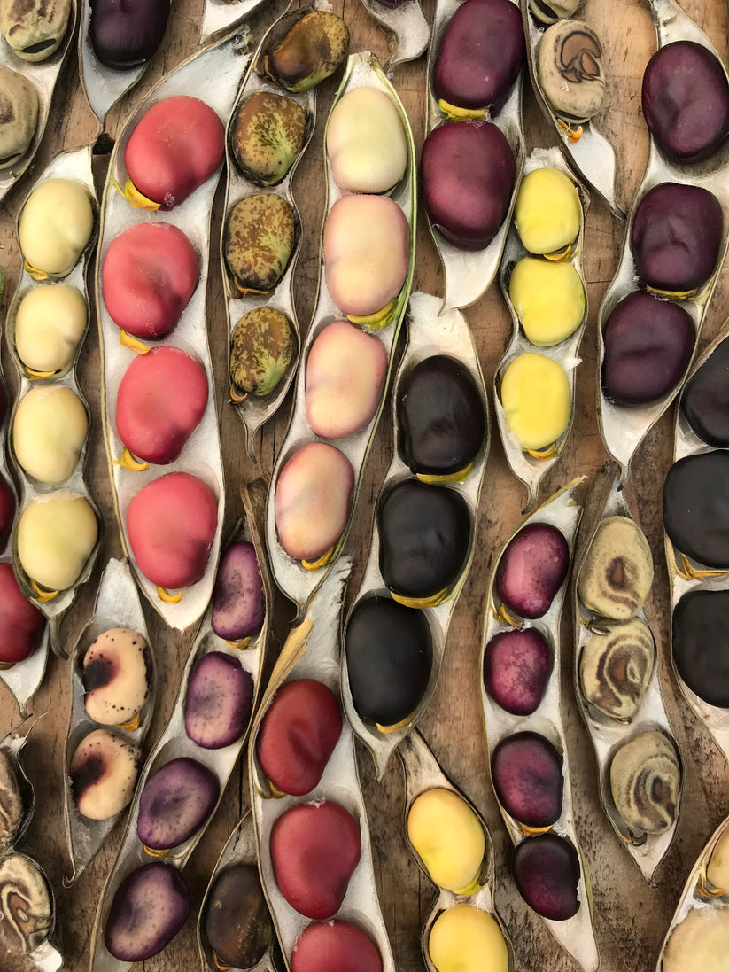 Diversity Fava Bean Seeds - Vicia faba - Broad Bean Seeds – Cicada Seeds