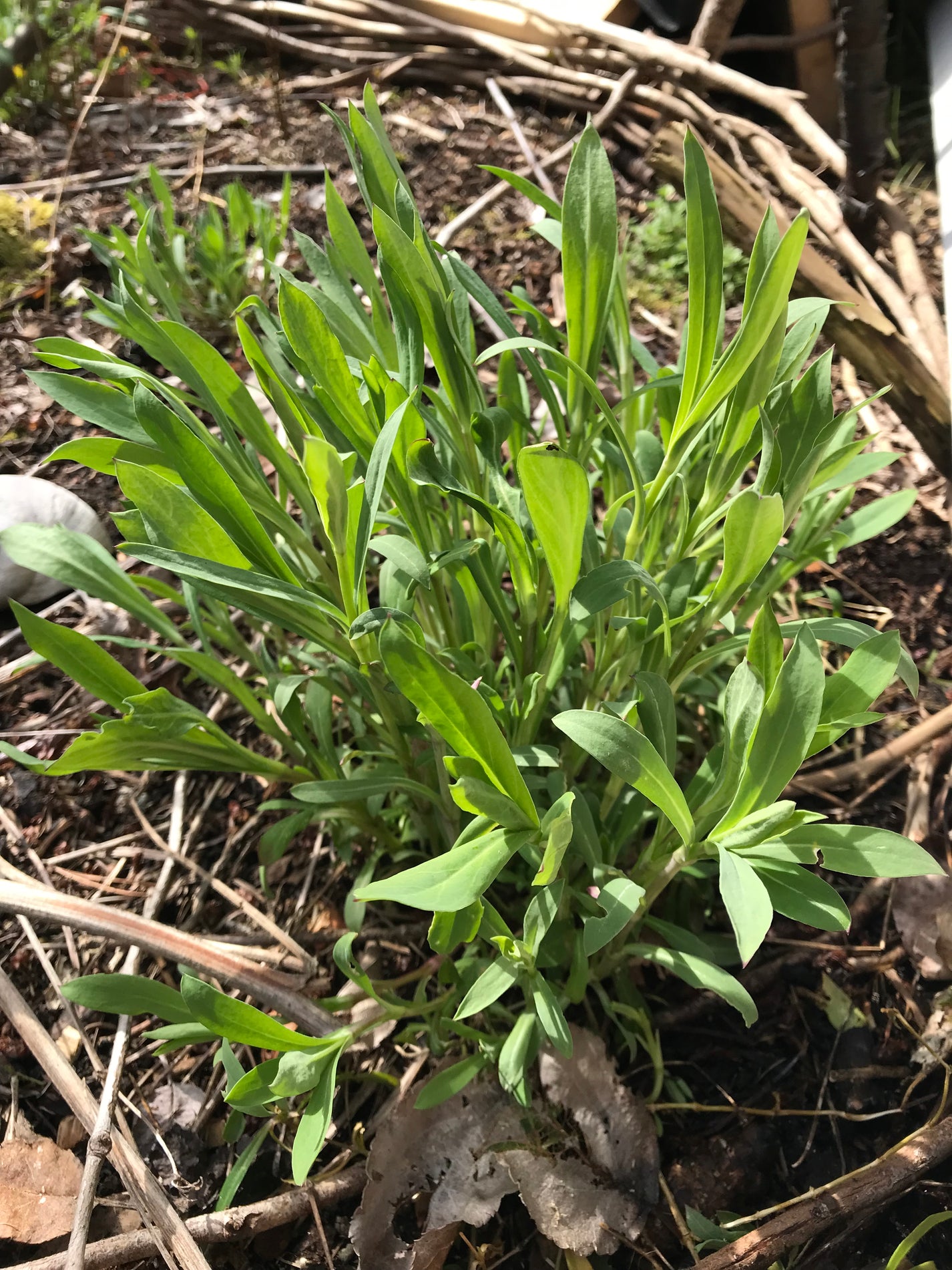 Stridolo Seeds - Silene vulgaris - Sculpit, Bladder Campion – Cicada Seeds