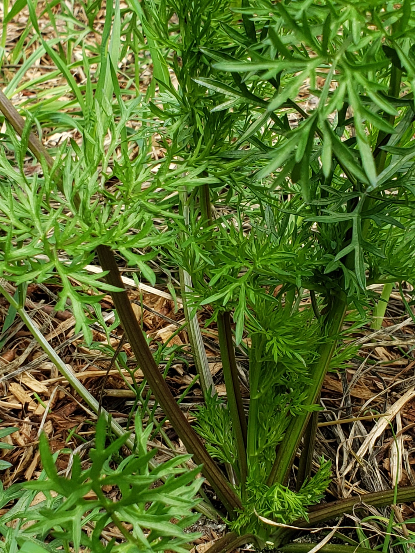 Delfino Cilantro Seeds - Coriandrum sativum – Cicada Seeds