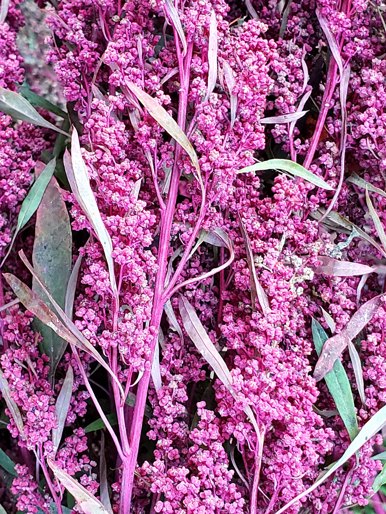 Huazontle Seeds - Chenopodium nuttalliae - Aztec Spinach – Cicada Seeds