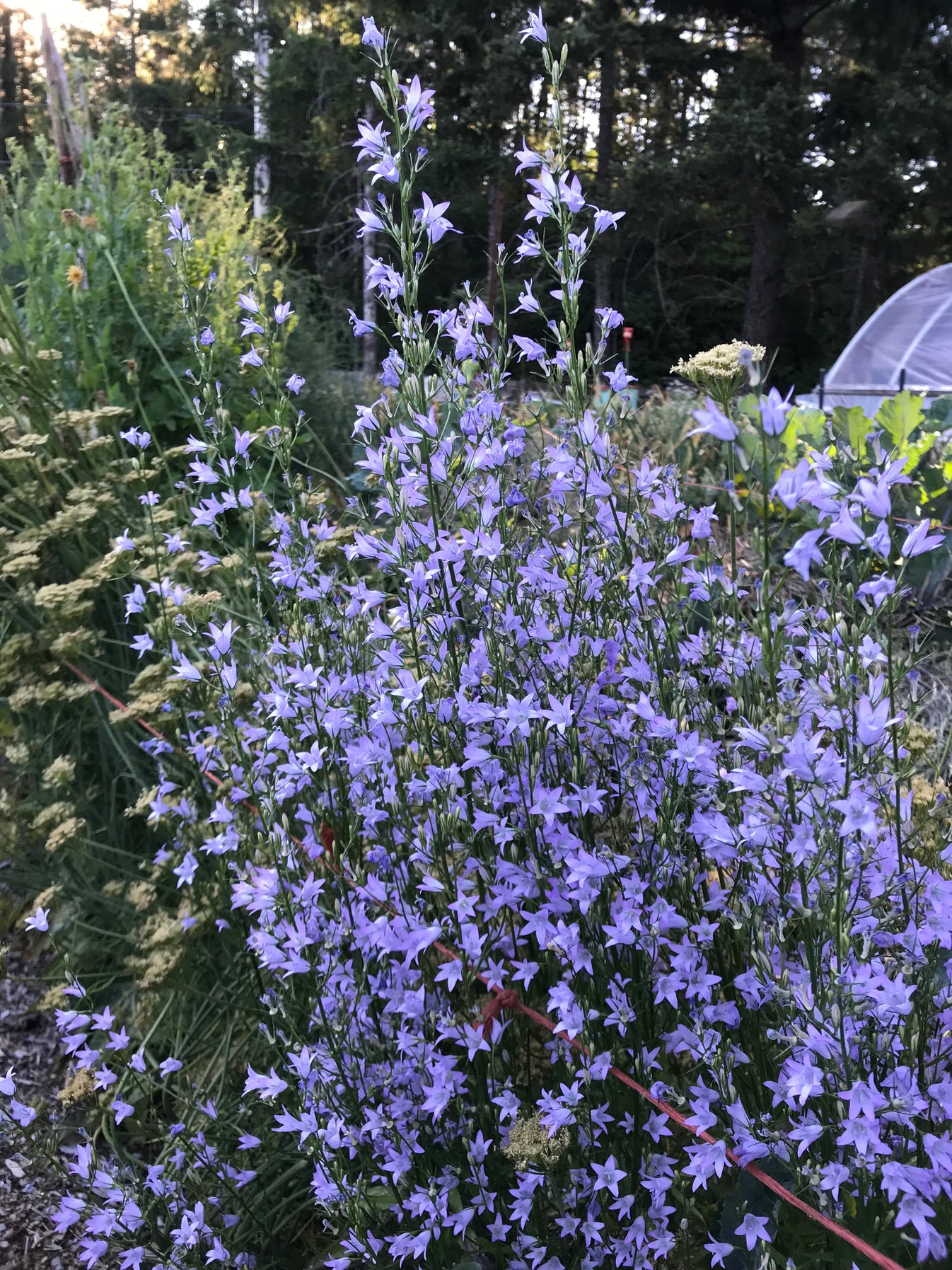 Rapunzel Seeds - Campanula rapunculus - Rampion – Cicada Seeds