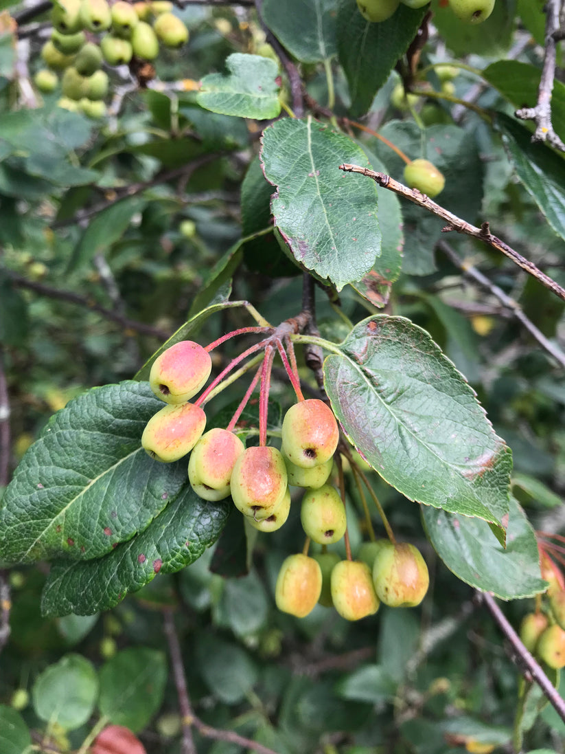 Pacific Crabapple Seeds - Malus fusca - Oregon Crabapple, qwa’upulhp ...