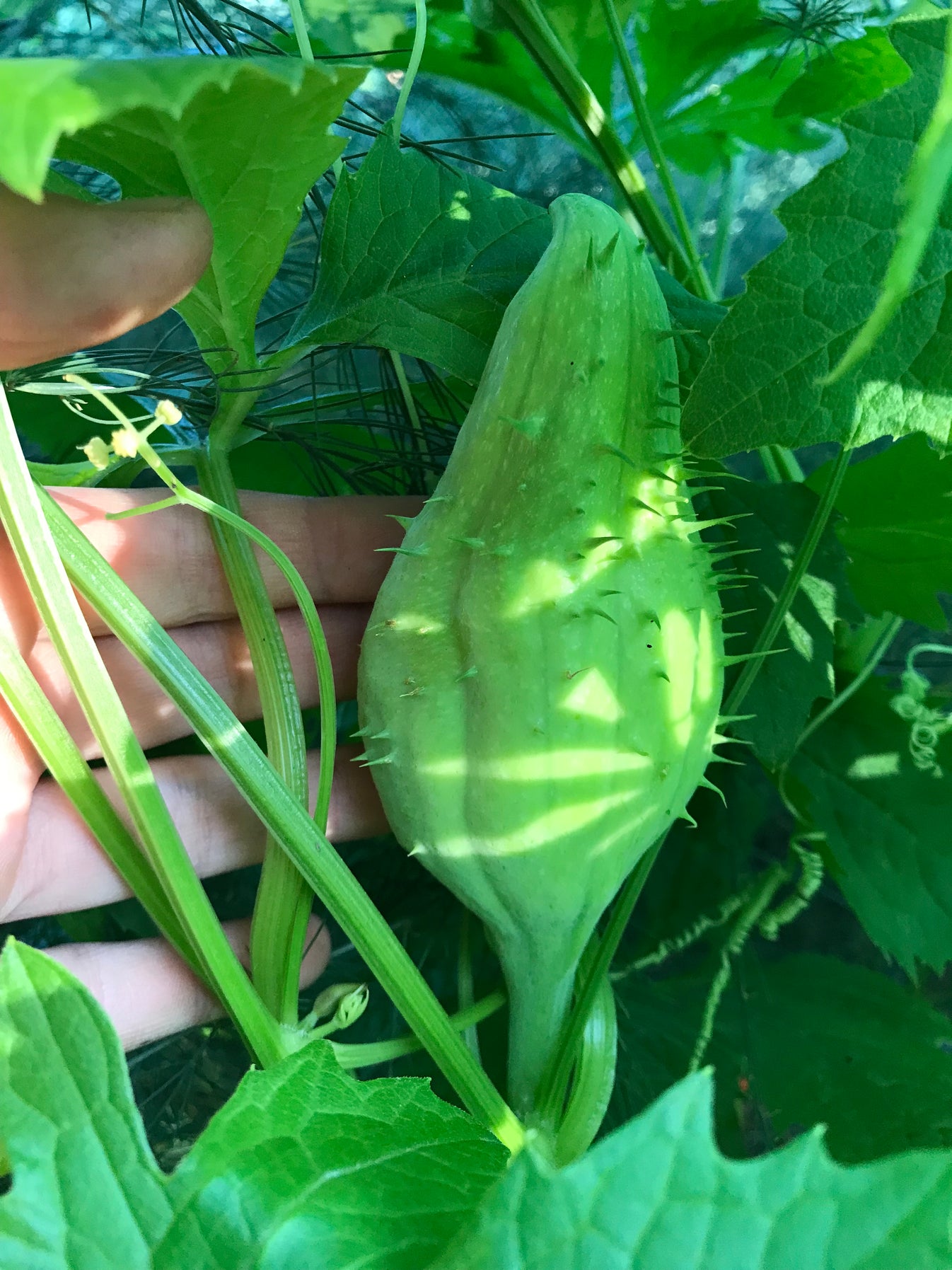 Giant Achocha Seeds - Cyclanthera pedata - Caigua – Cicada Seeds