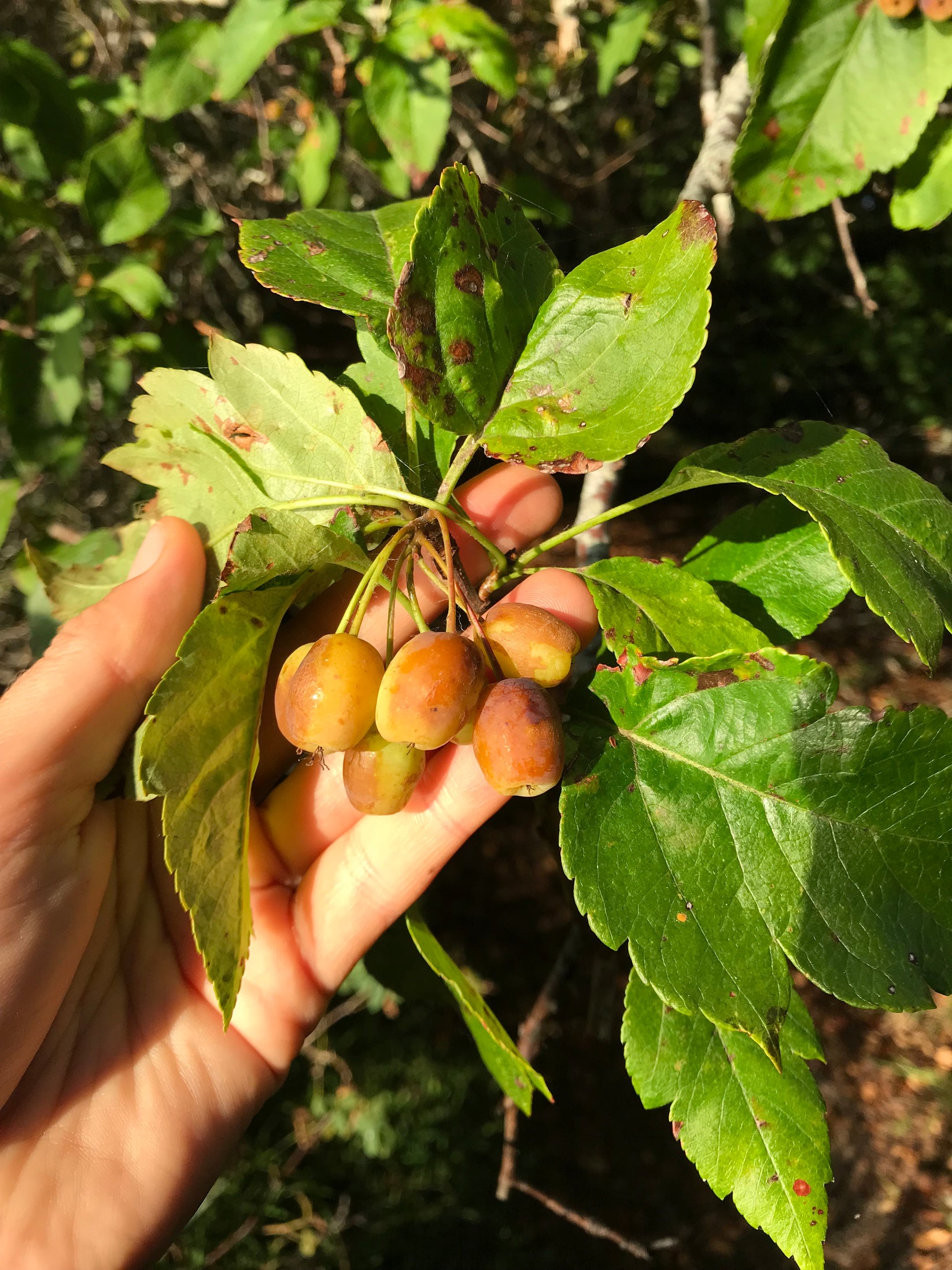 Pacific Crabapple Seeds - Malus fusca - Oregon Crabapple, qwa’upulhp ...
