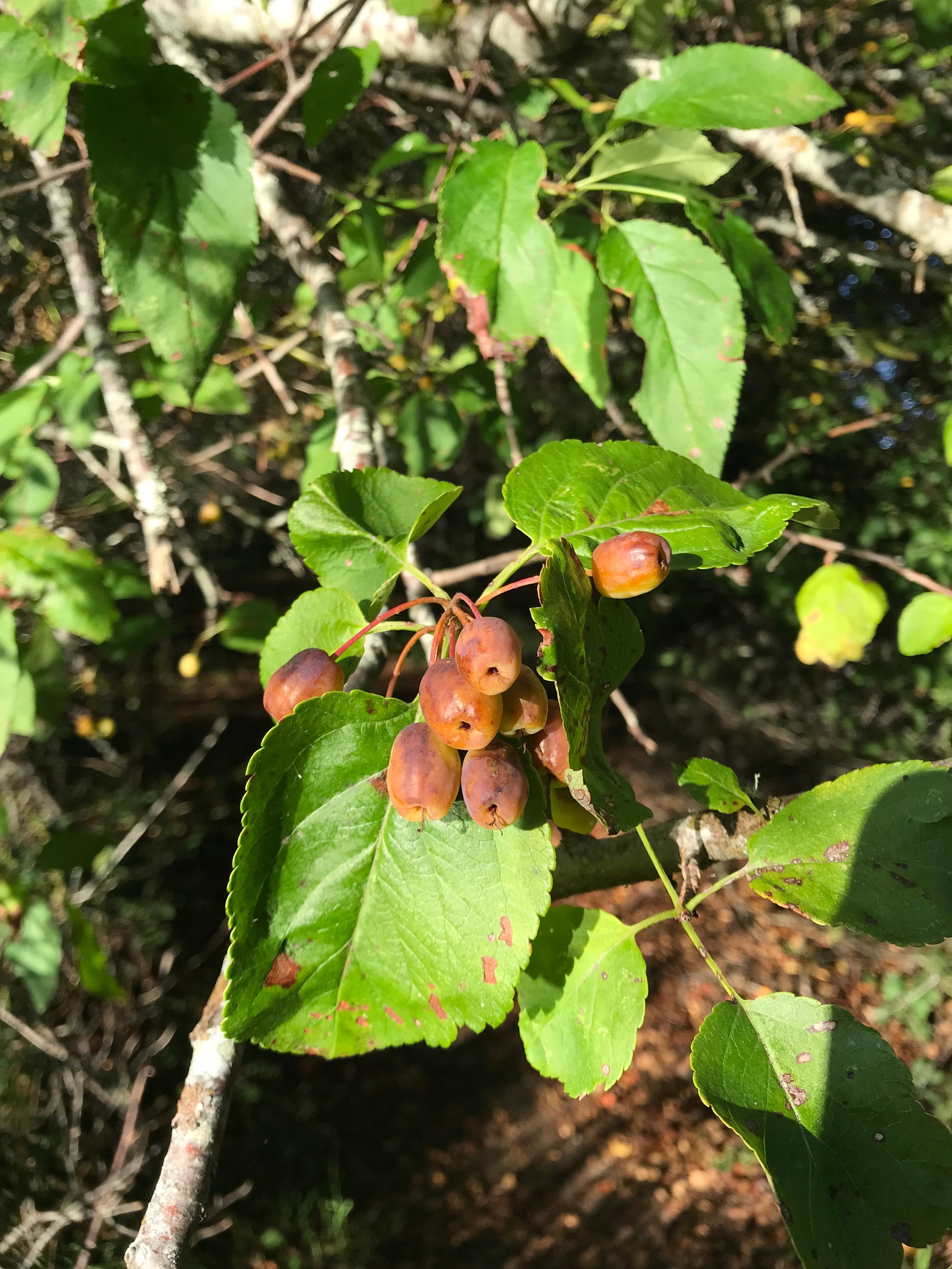 Pacific Crabapple Seeds - Malus fusca - Oregon Crabapple, qwa’upulhp ...