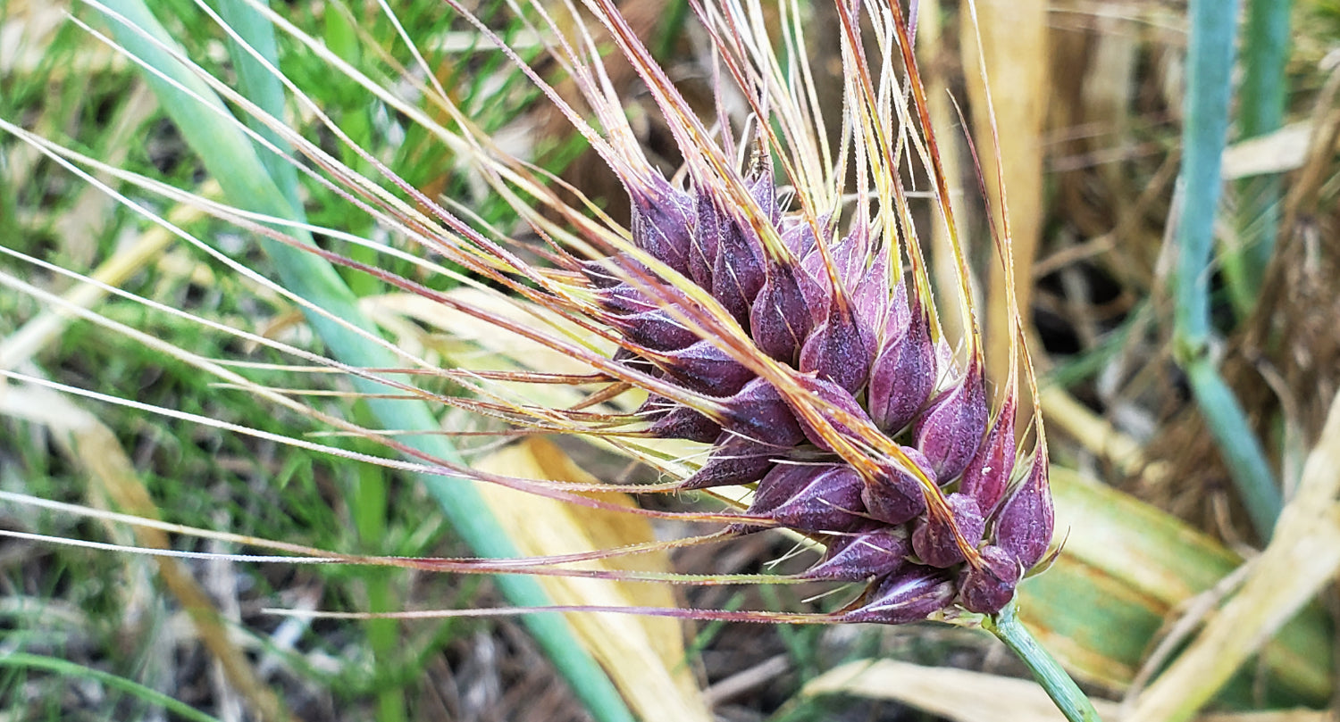 Purple Karma Tibetan Barley Seeds - Hordeum vulgare – Cicada Seeds