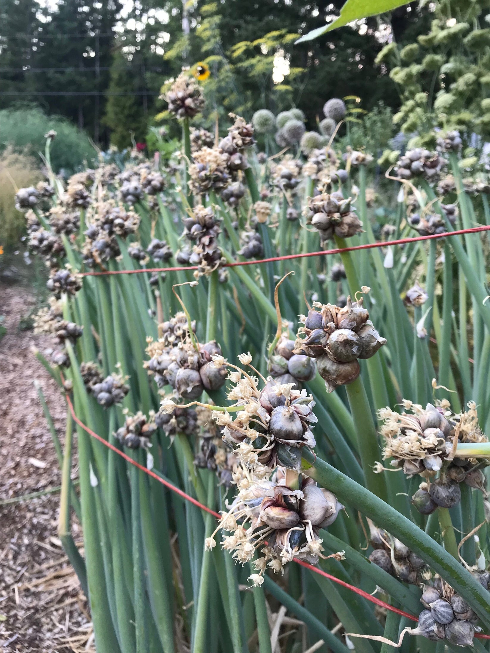 Egyptian Walking Onion Bulbils - Allium x proliferum – Cicada Seeds