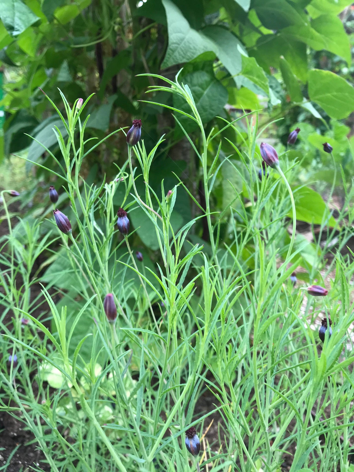 Pepicha Seeds - Porophyllum linaria / Porophyllum tagetoides - Chepich ...