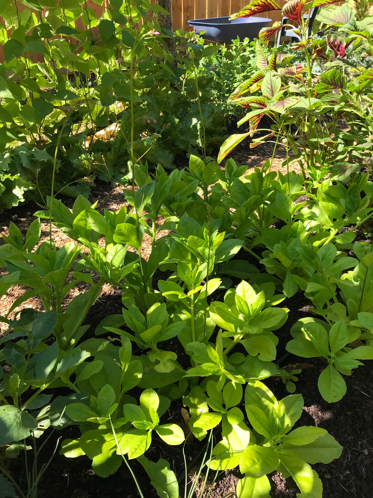 Fame Flower Seeds - Talinum paniculatum - Jewels of Opar - Java Ginsen ...