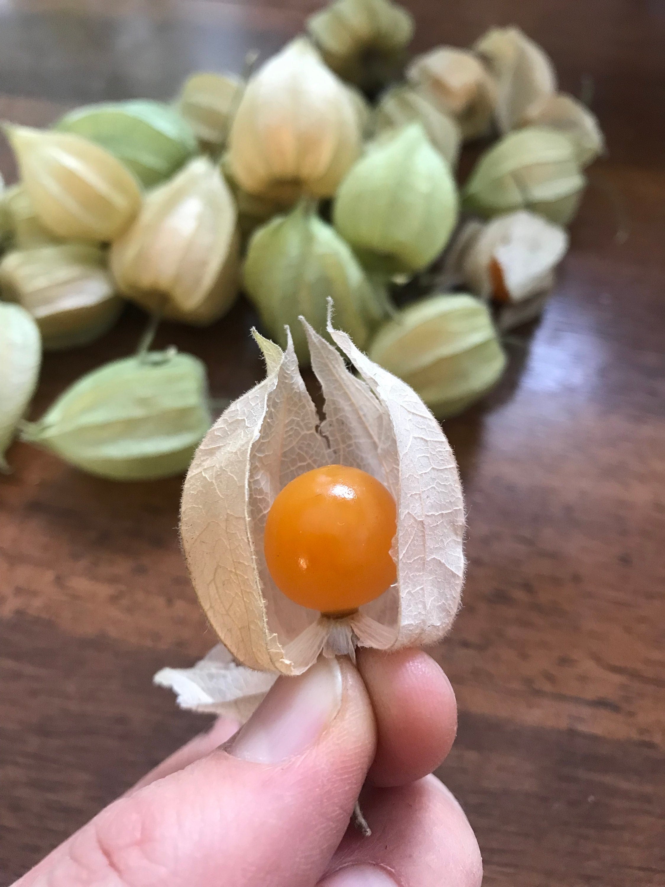 Cape Gooseberry Seeds - Physalis peruviana - Inca Berry, Goldenberry ...