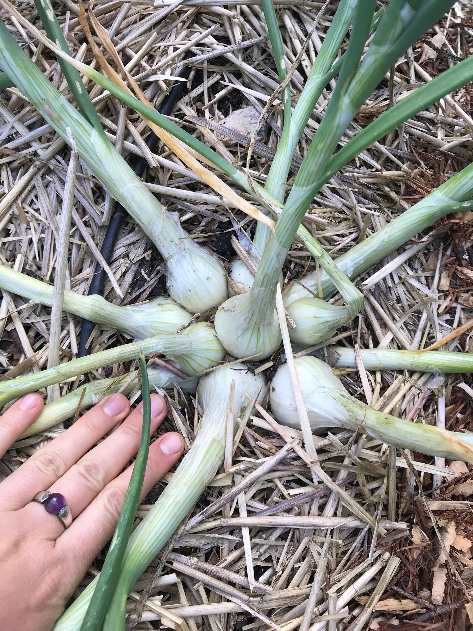 Potato Onion Seeds - Allium cepa var. aggregatum - Andy's Green Mounta ...