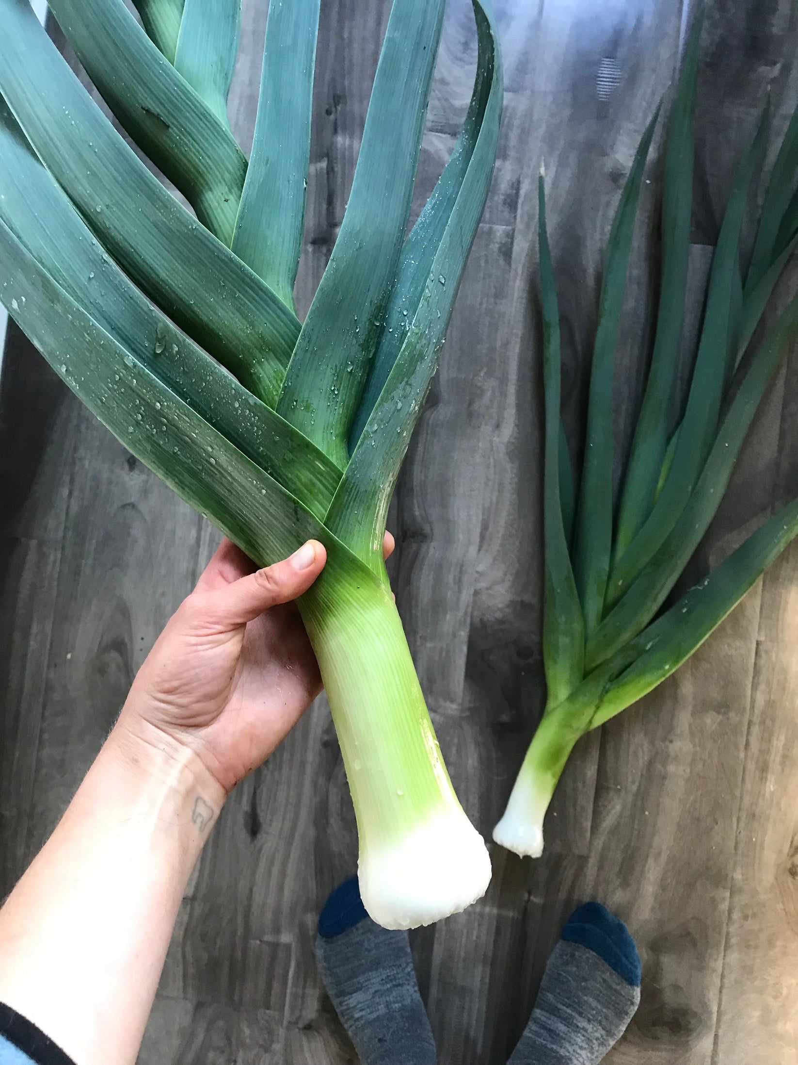 Delft Perpetual Leek Seeds - Allium ampeloprasum - Perennial Leek ...