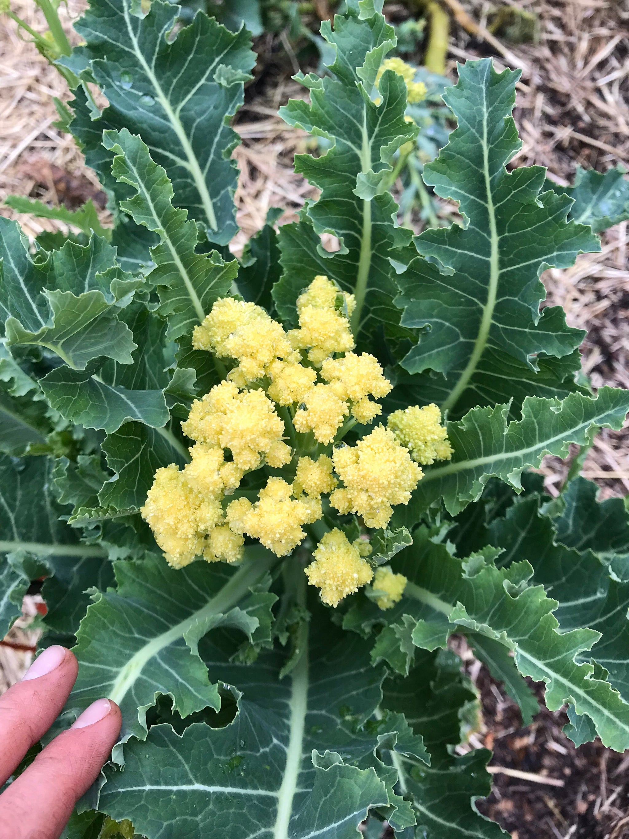 9 Star Perennial Broccoli Seeds - Brassica oleracea var. botrytis - Ni ...