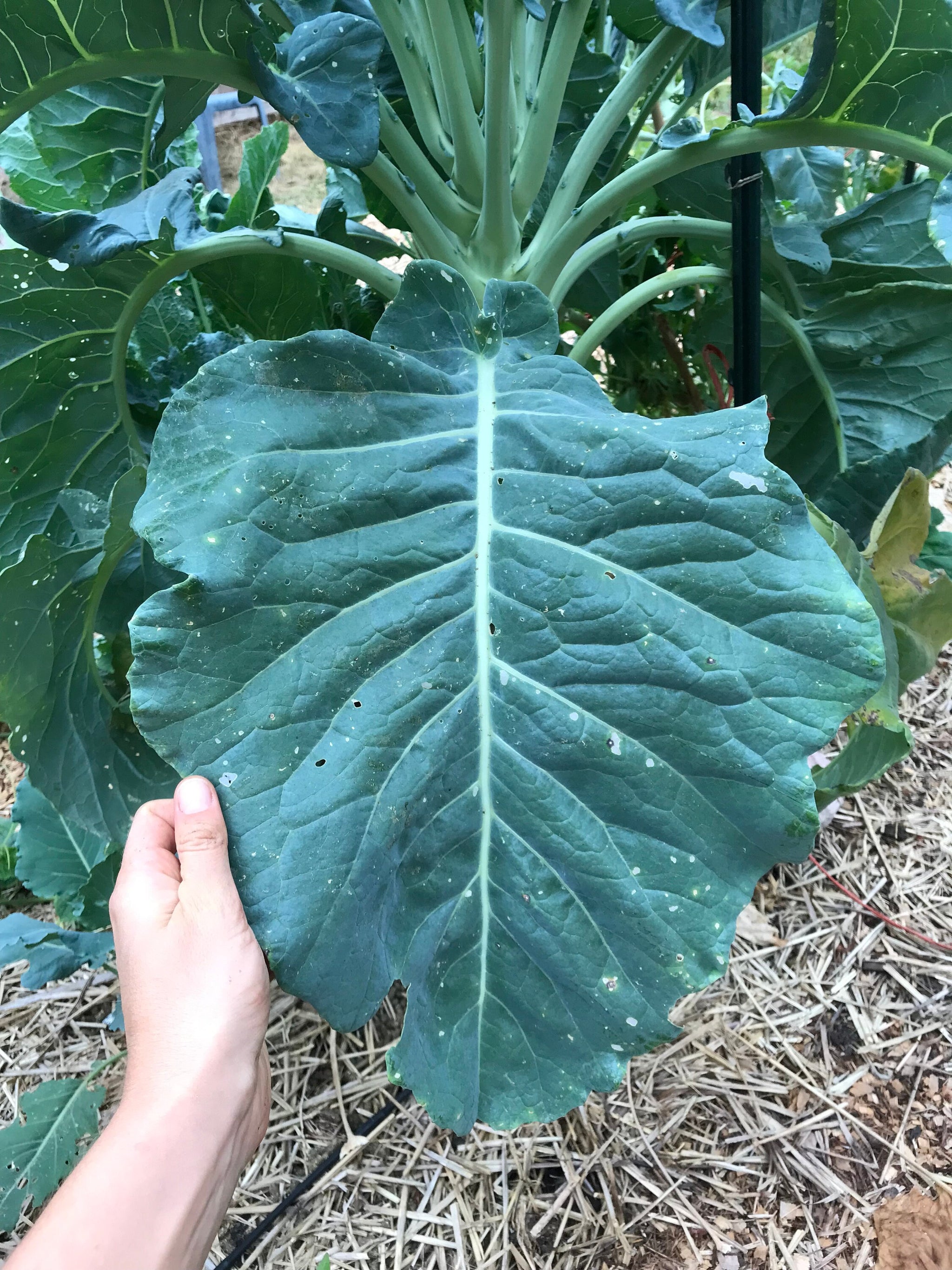 9 Star Perennial Broccoli Seeds - Brassica oleracea var. botrytis - Ni ...