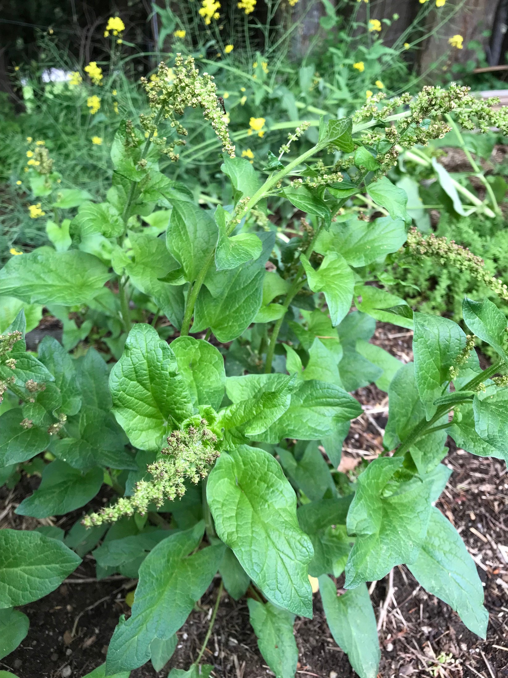 Good King Henry Seeds - Blitum bonus henricus – Cicada Seeds