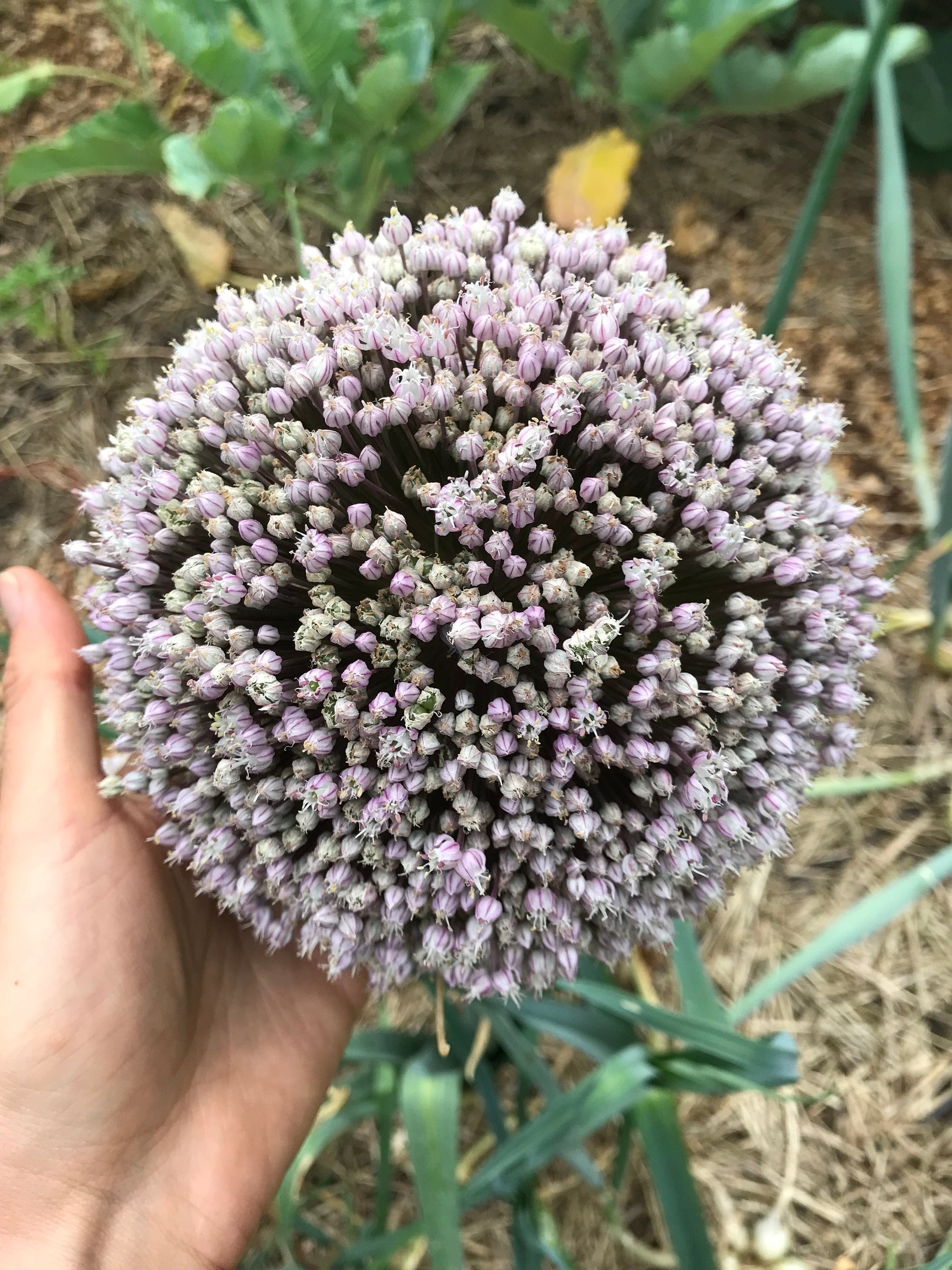 Delft Perpetual Leek Seeds - Allium ampeloprasum - Perennial Leek ...