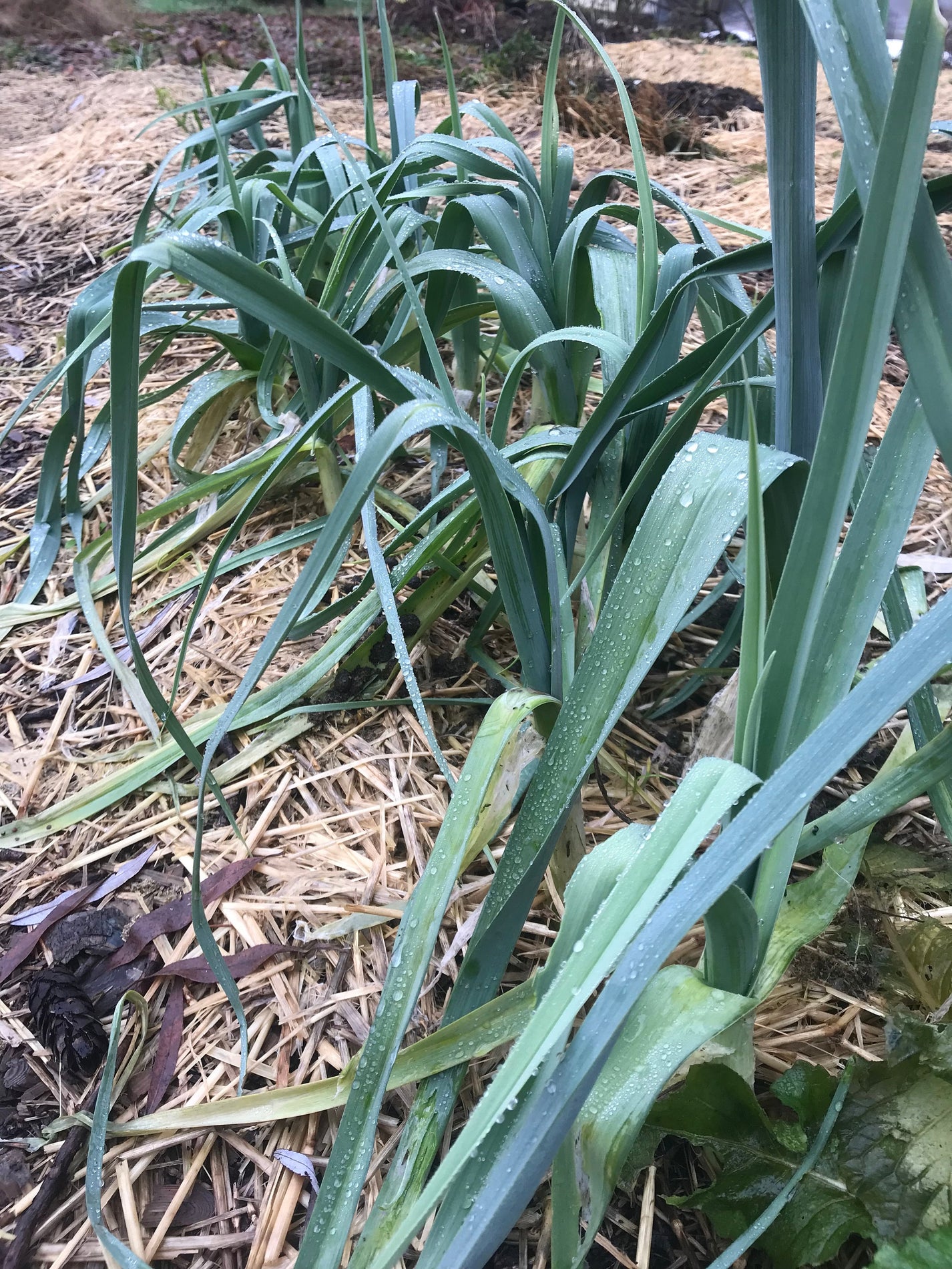Delft Perpetual Leek Seeds - Allium ampeloprasum - Perennial Leek ...