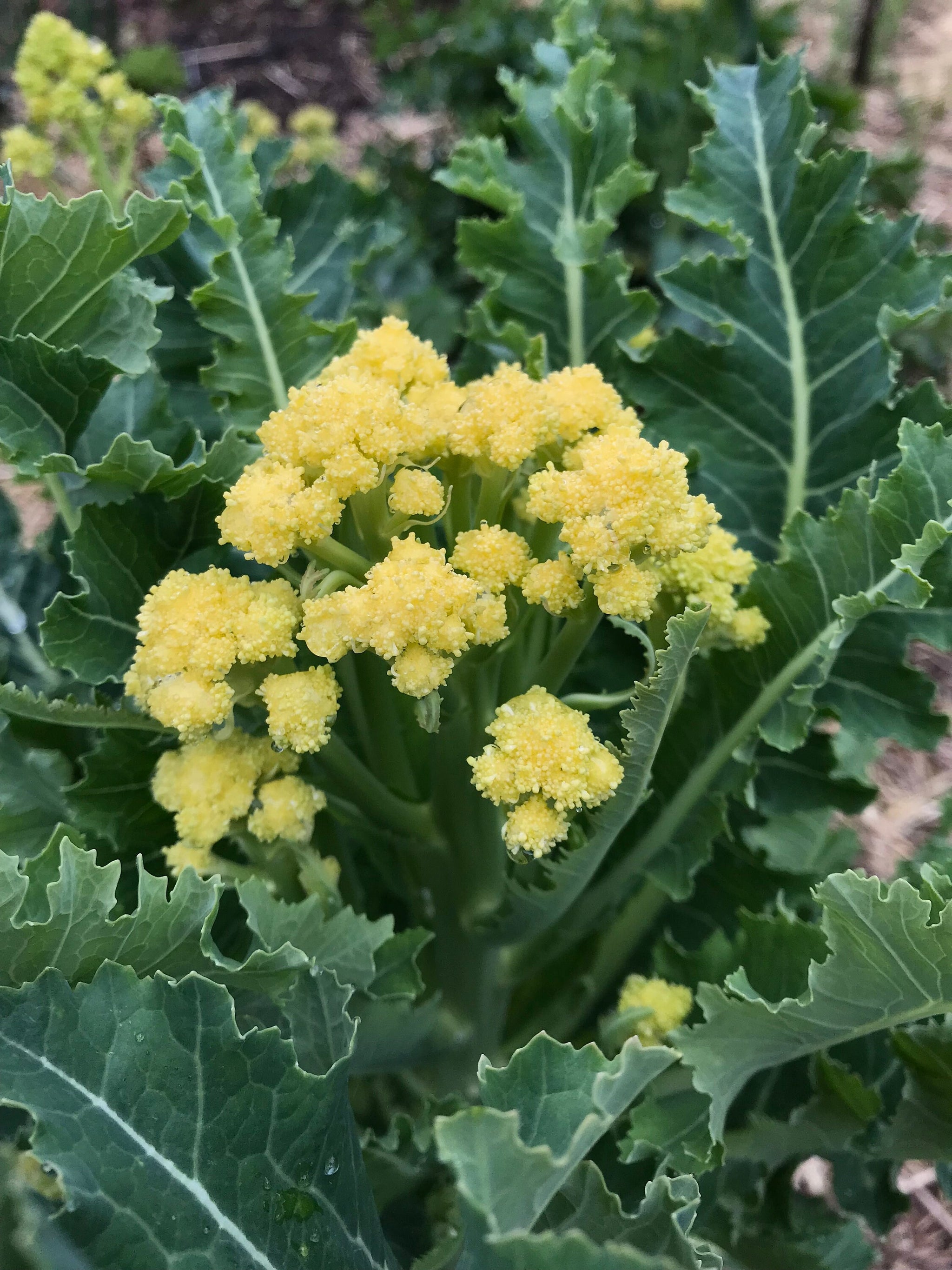 9 Star Perennial Broccoli Seeds - Brassica oleracea var. botrytis - Ni ...