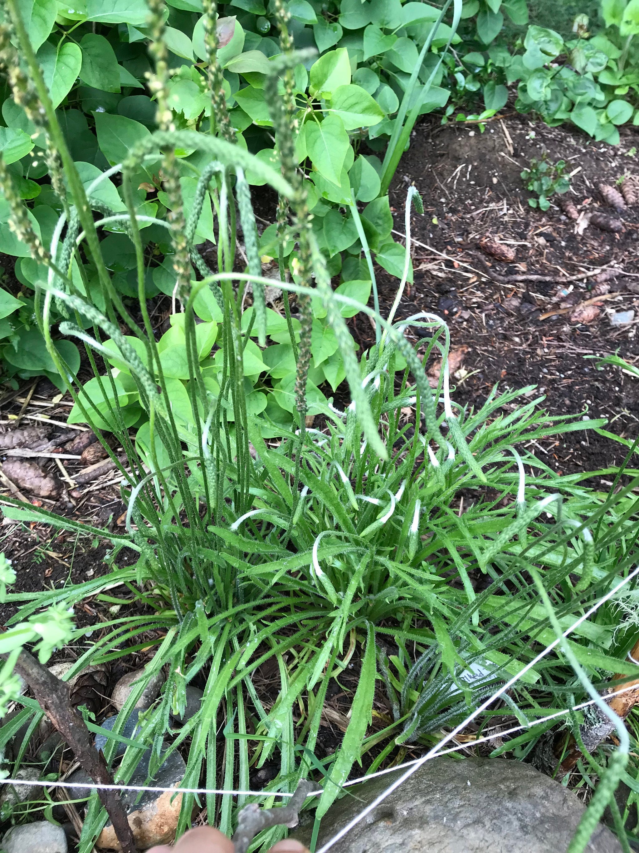 Minutina Seeds - Plantago coronopus - Buck's Horn Plantain, Erba Stell ...