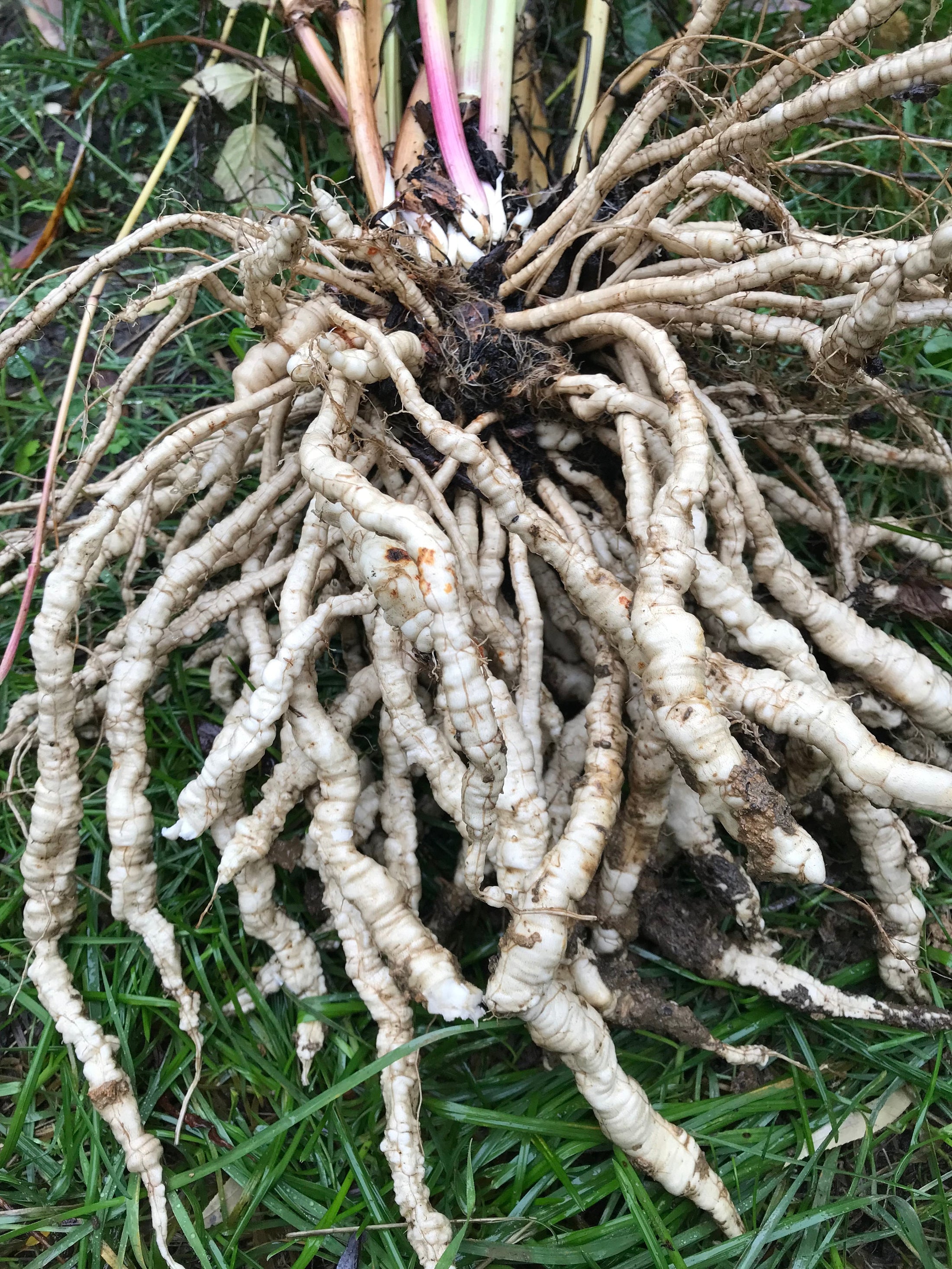 Skirret Seeds - Sium sisarum - Sugar Root – Cicada Seeds