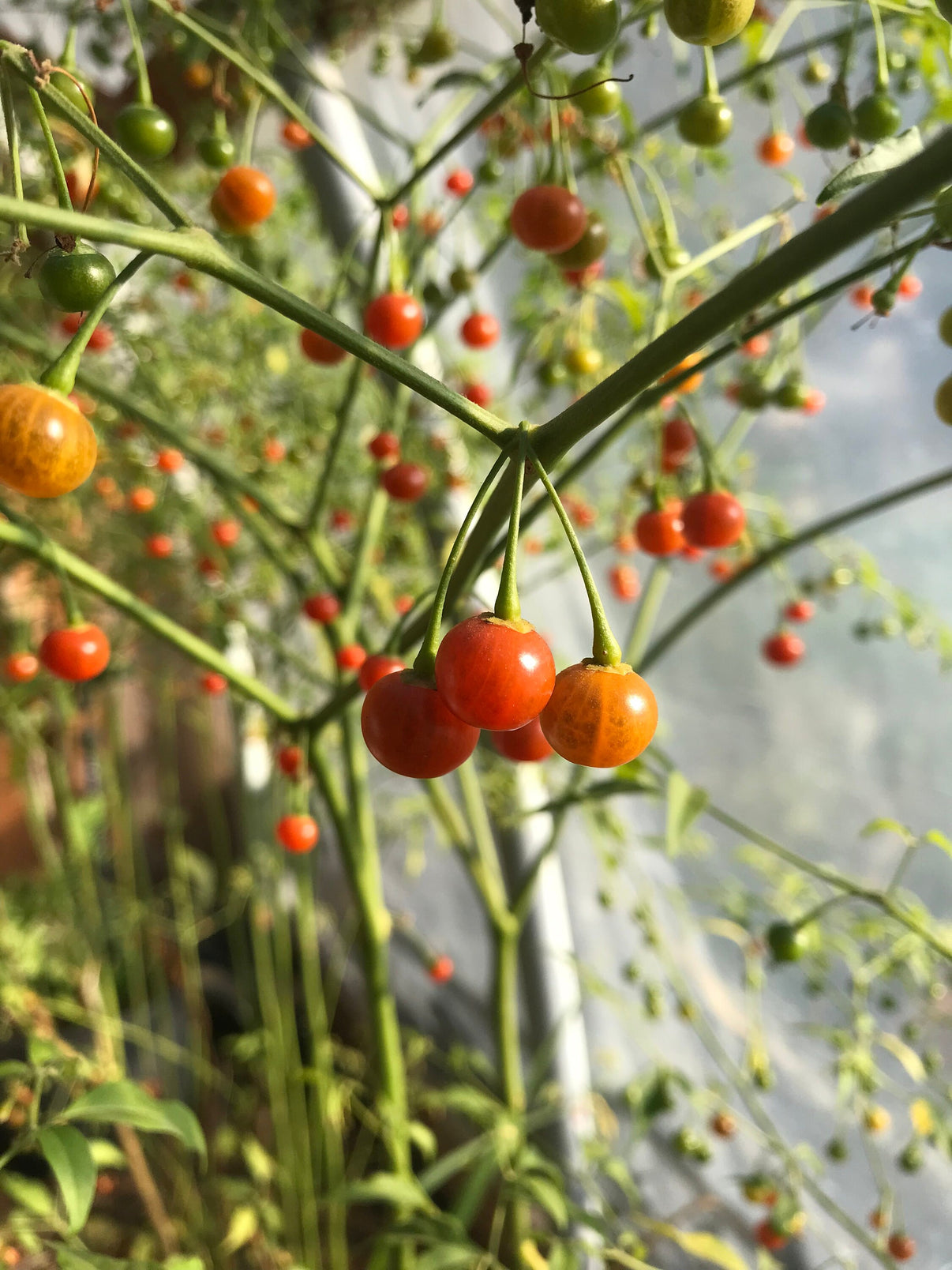 Cold Hardy Chili Pepper Seeds - Capsicum flexuosum - Ke huí – Cicada Seeds