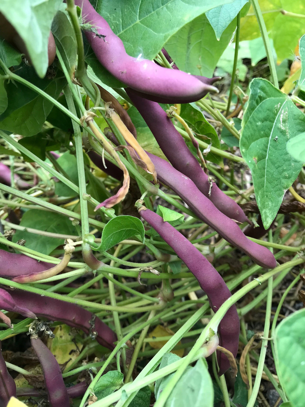 Annual & Biennial Edibles – Cicada Seeds