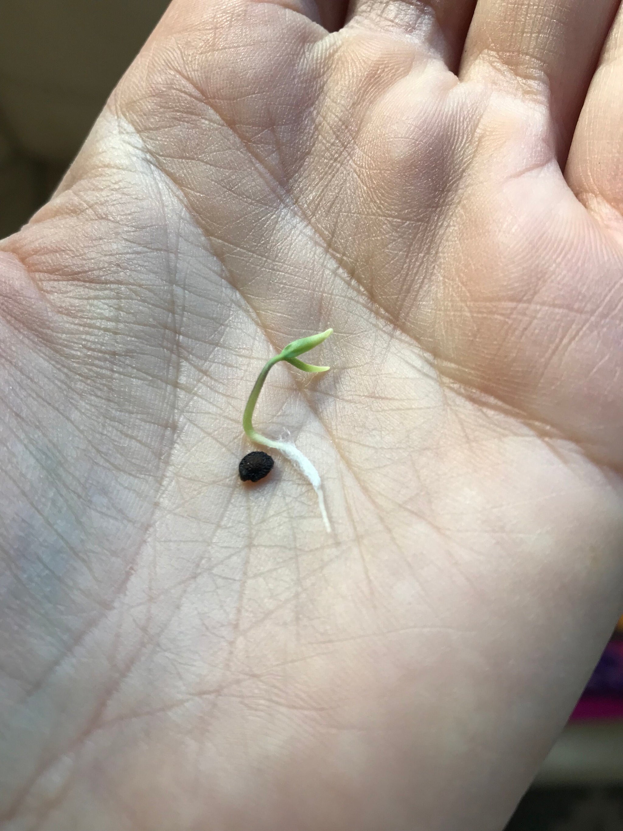 Cold Hardy Chili Pepper Seeds - Capsicum flexuosum - Ke huí – Cicada Seeds