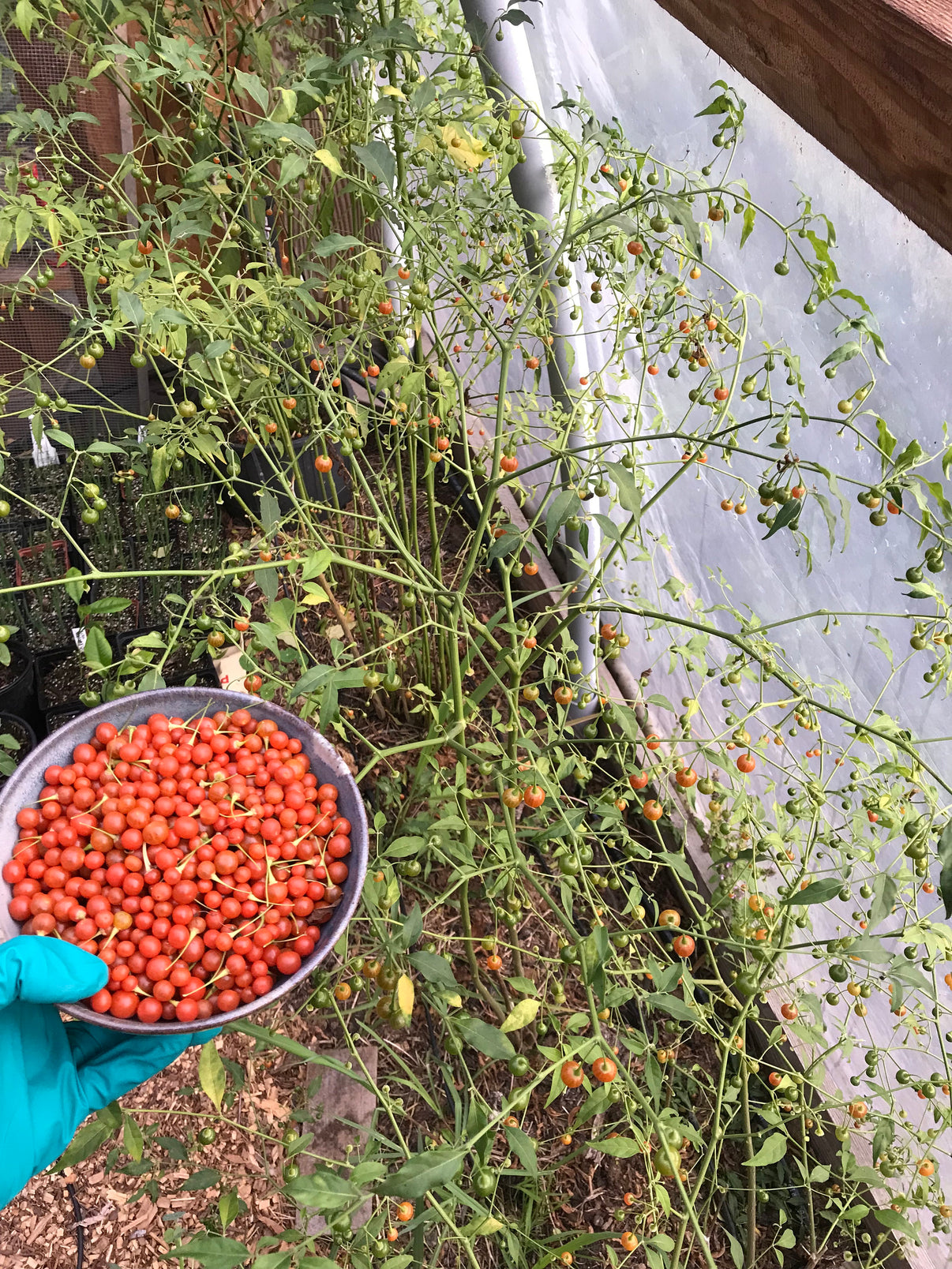 Cold Hardy Chili Pepper Seeds - Capsicum flexuosum - Ke huí – Cicada Seeds