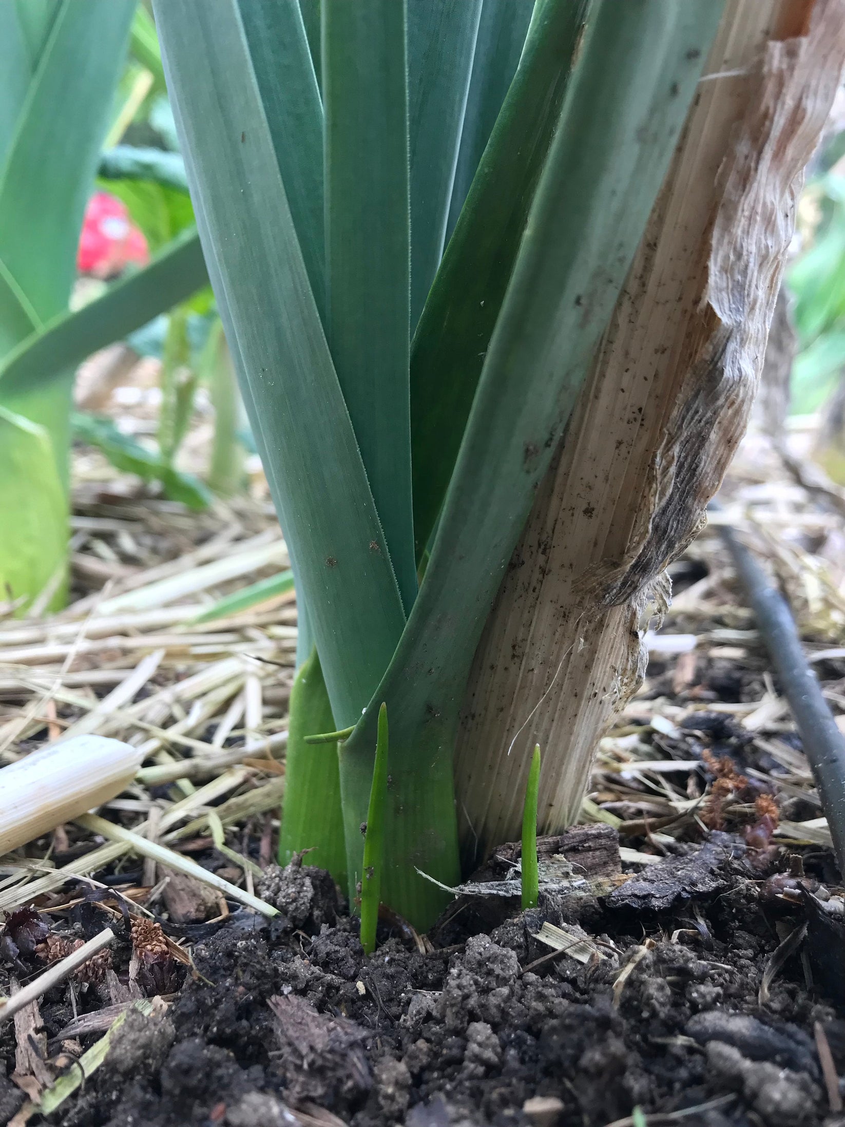 Delft Perpetual Leek Seeds - Allium ampeloprasum - Perennial Leek ...