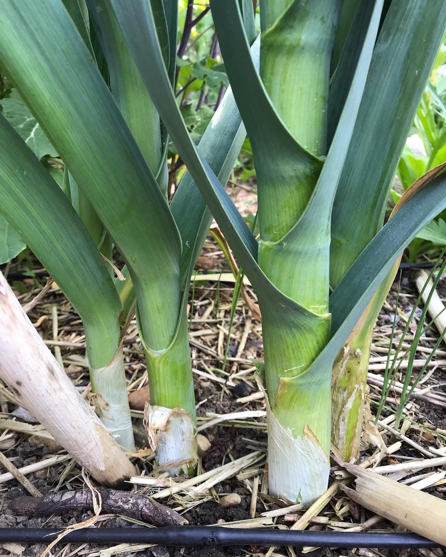 Delft Perpetual Leek Seeds - Allium ampeloprasum - Perennial Leek ...